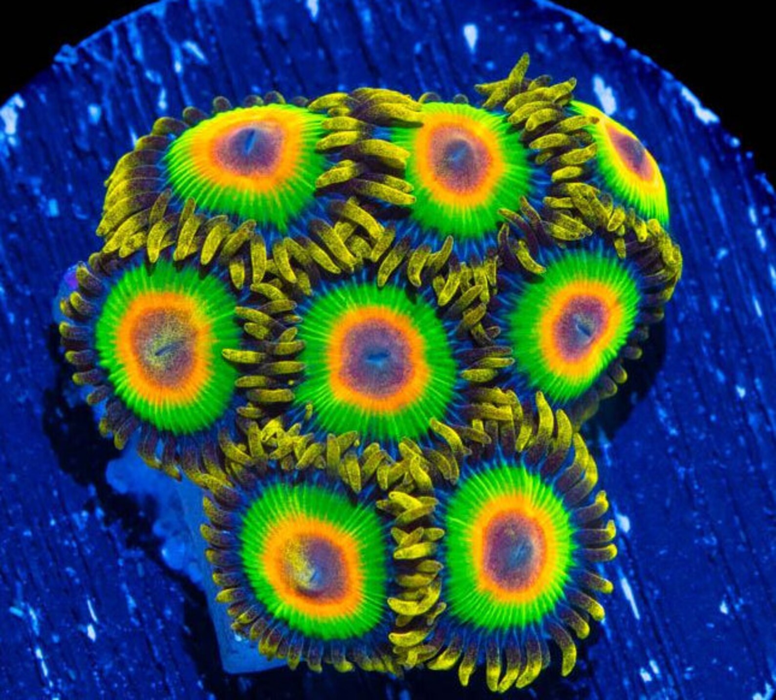 Rasta Zoanthids Rare & Quarantined Live Saltwater Plants - Etsy