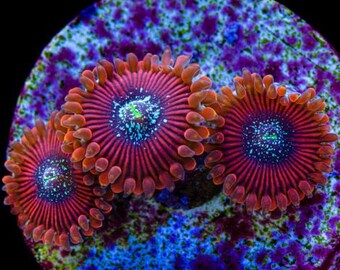 Rasta Zoanthids Rare & Quarantined Live Saltwater Plants Aquacultured ...