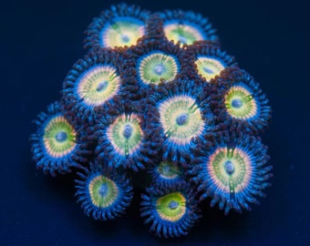 Rasta Zoanthids Rare & Quarantined Live Saltwater Plants - Etsy