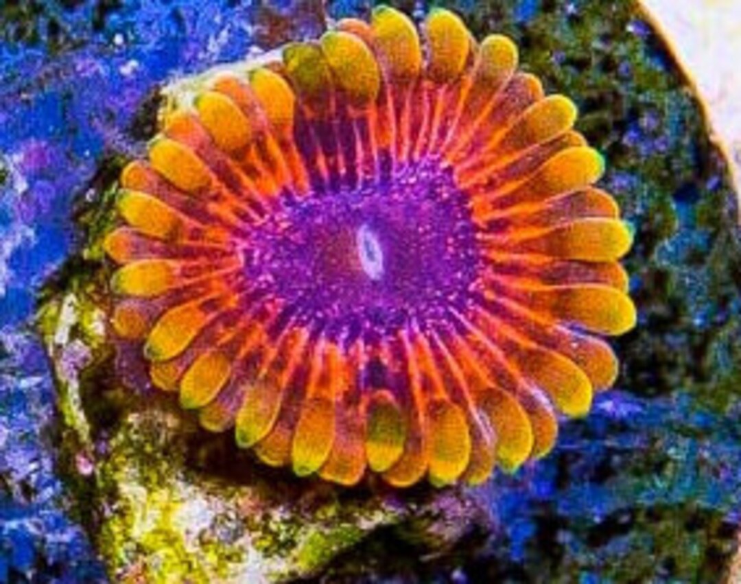 Rare Zoanthids