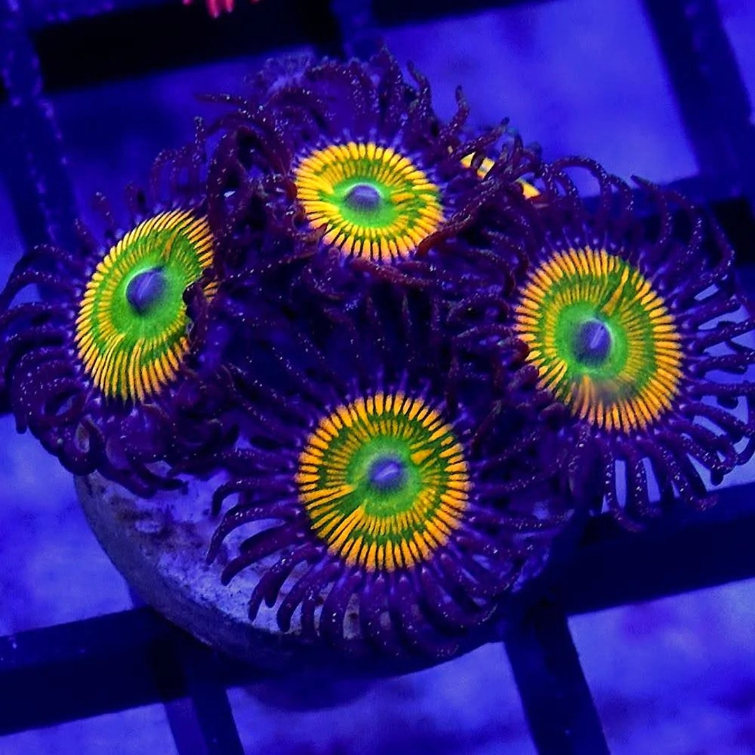 Sunny D Zoanthids Rare & Quarantined Live Saltwater Plants Aquacultured in USA almost WYSIWYG 1 ...