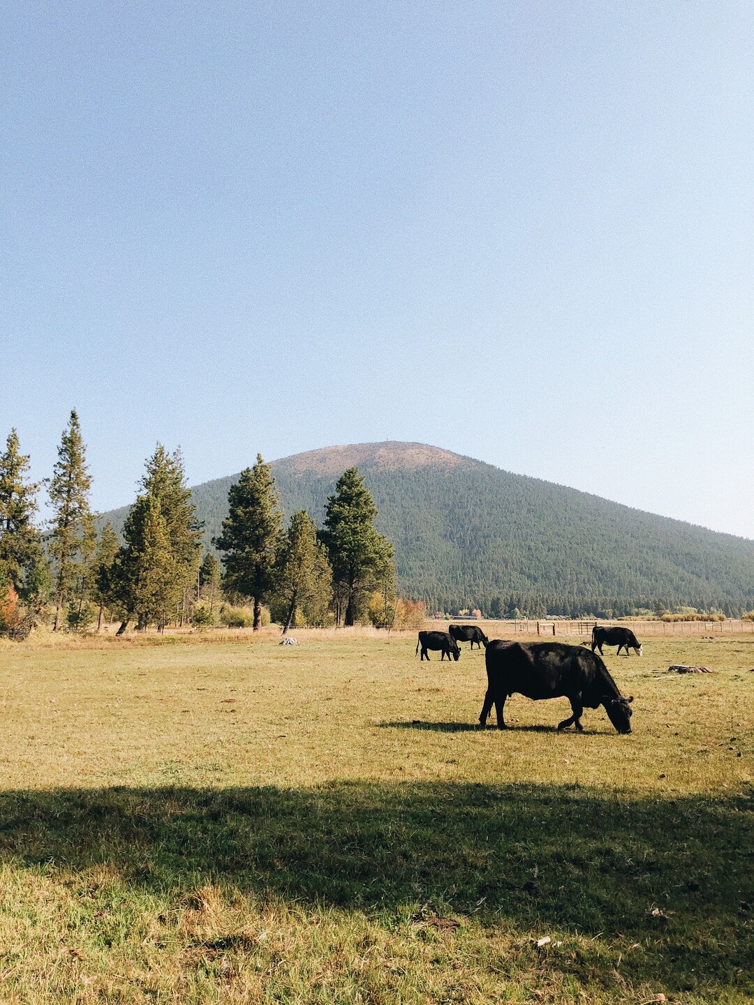 Cows Grazing in Black Butte Ranch Oregon Art Print Download - Etsy