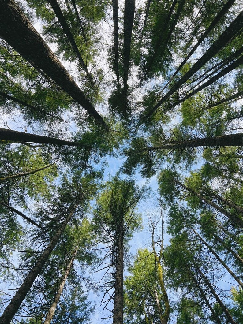 Pacific Northwest Pine Trees Art Print, Forest Landscape Printable, PNW ...