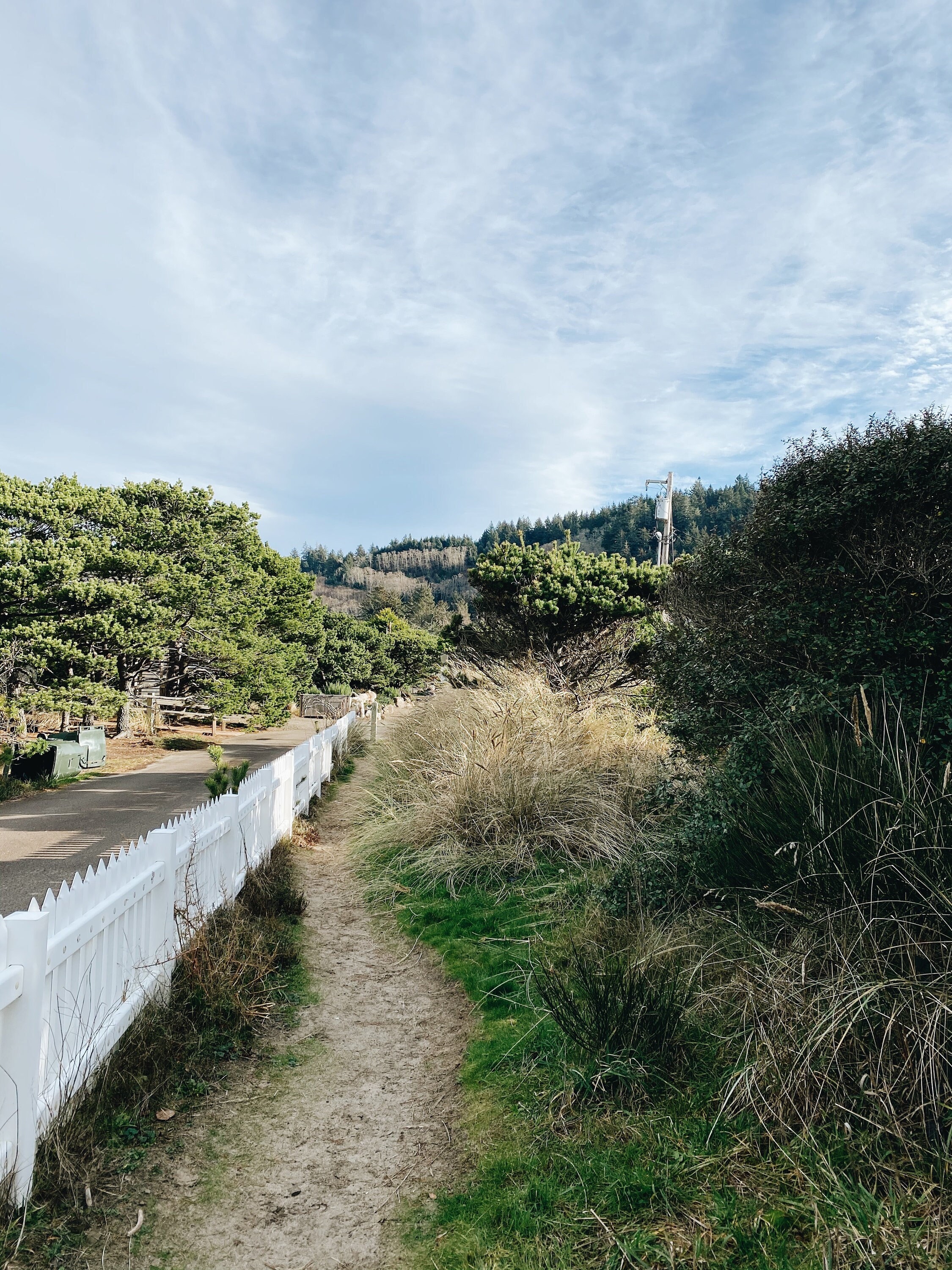 Lush Beach Trail Oregon Coast Photo Print, Coastal Nature Landscape ...