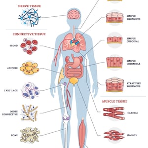 Types of Tissue in the Human Body Poster - Etsy