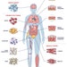 Types of Tissue in the Human Body Poster - Etsy Canada