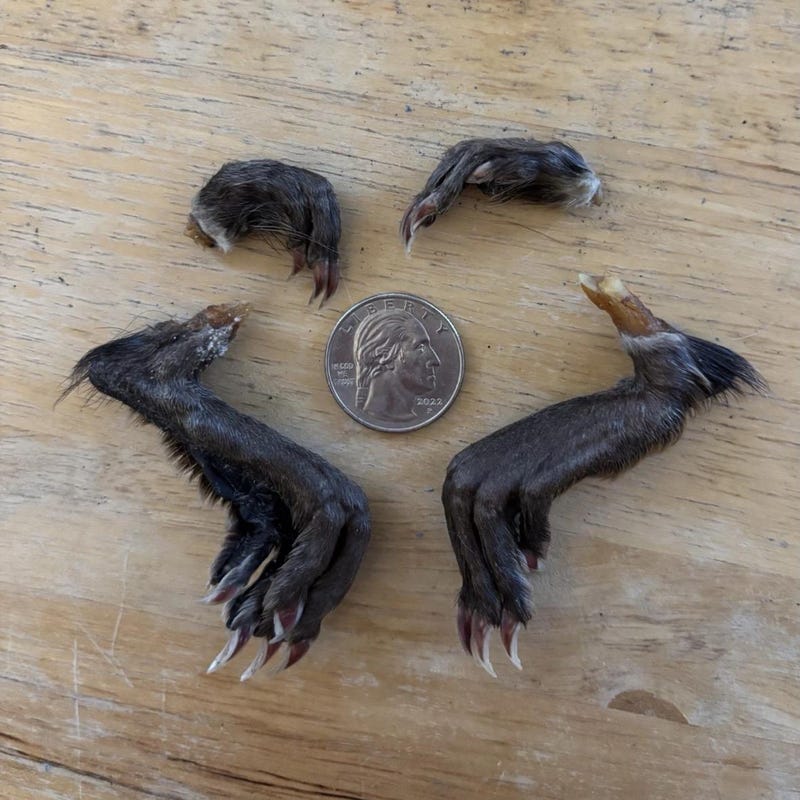 Squirrel Feet - Etsy