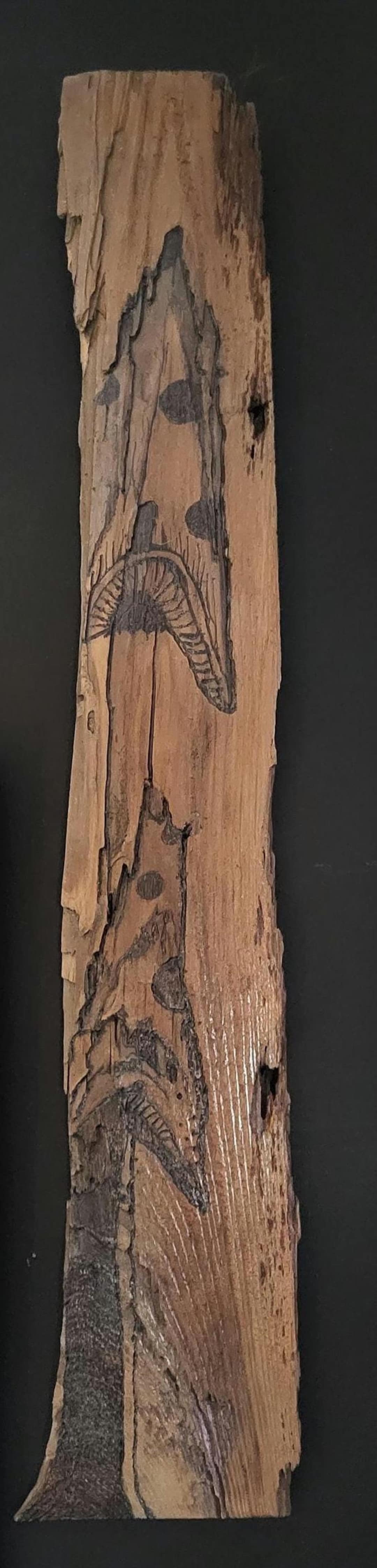 Cypress Board Reclaimed Wood Wood Burned Mushrooms Etsy