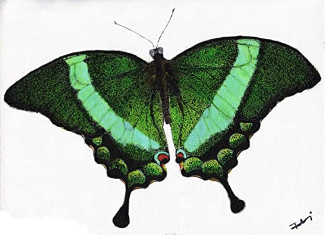 Emerald Swallowtail Art Print - Etsy