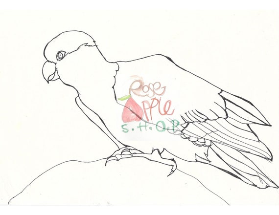 Coloring Pages Galah Cockatoo Printable Cockatoos Drawing Carnaby ...