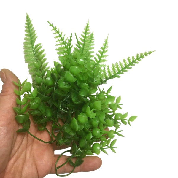 Miniature Fern - Etsy