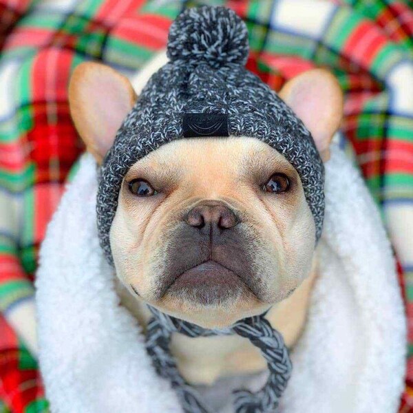 Dog Beanies - Etsy