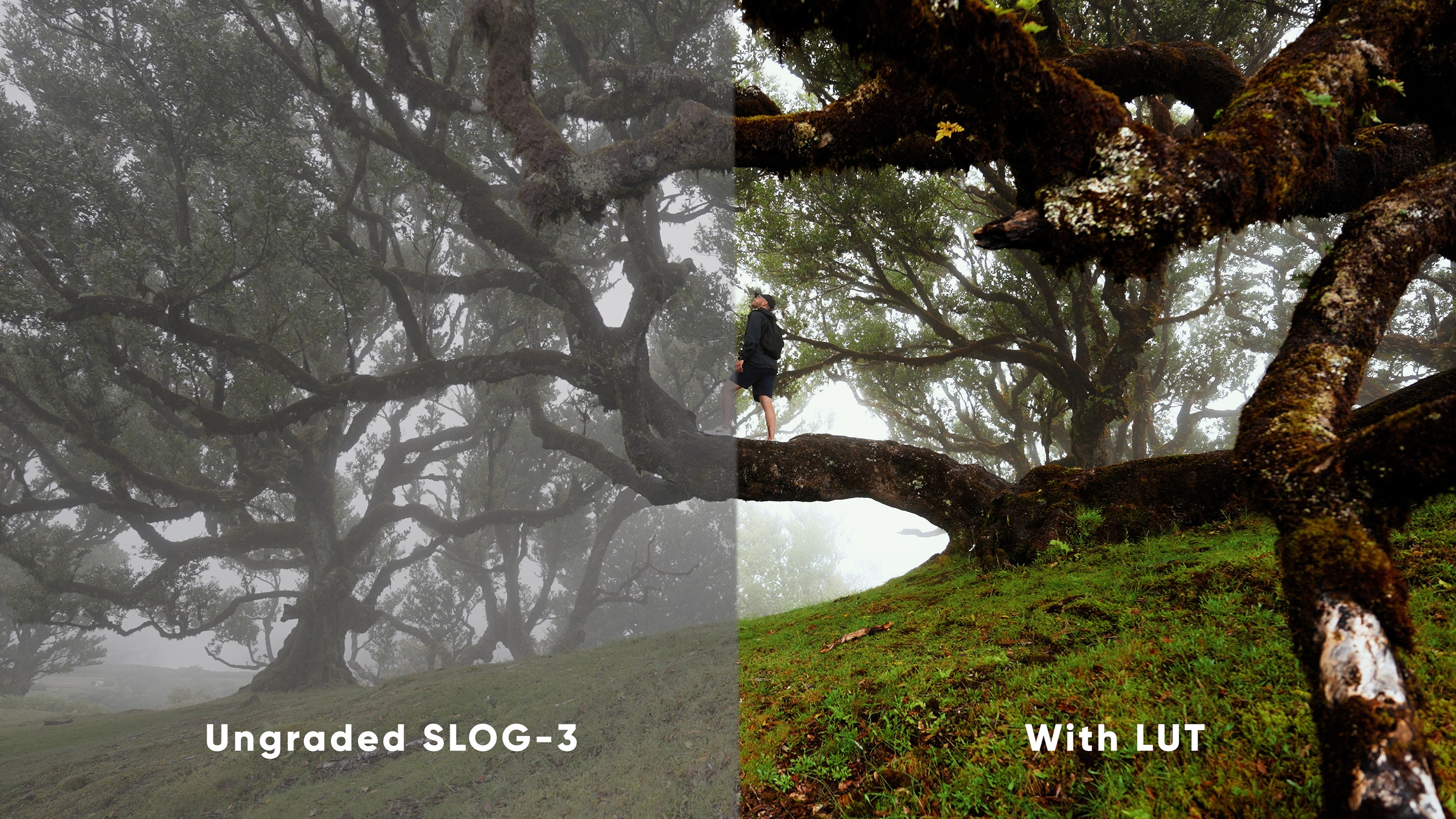 Sony S-log 3 Luts | Cinematic Color Grading Presets for Premiere Pro ...