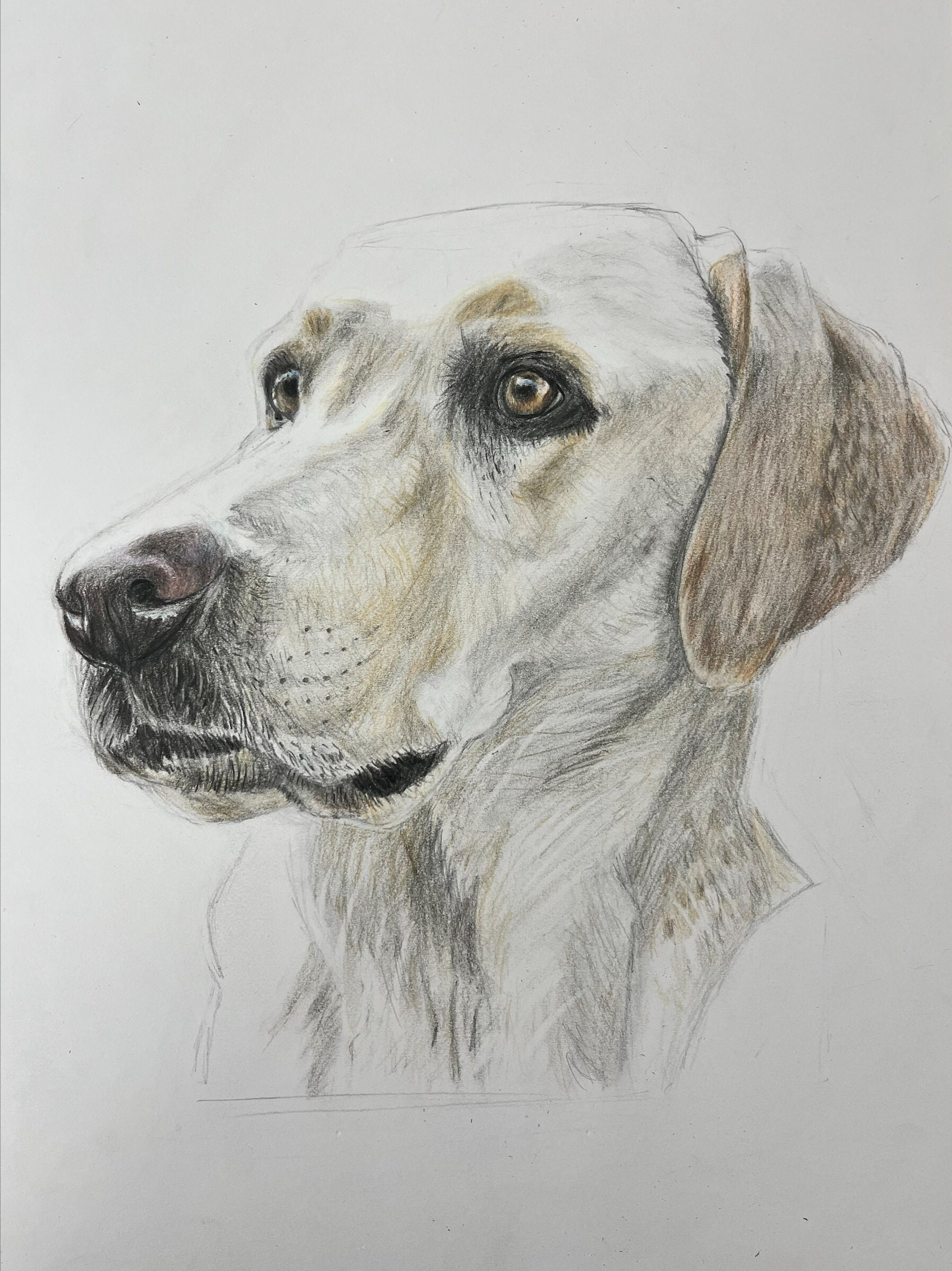 Hand Drawn Custom Pet Portrait FREE DOMESTIC POSTAGE - Etsy