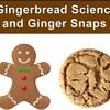 Gingerbread and Gingersnap Christmas Science Activities Science ...