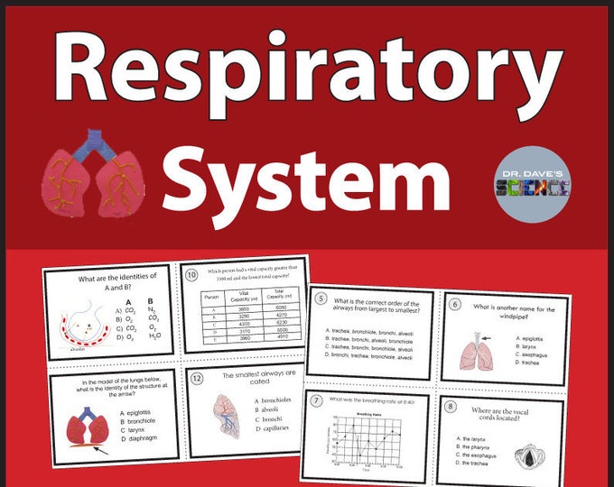 Anatomy HUMAN LUNG Respiratory System - Full Color Anatomically Correct ...