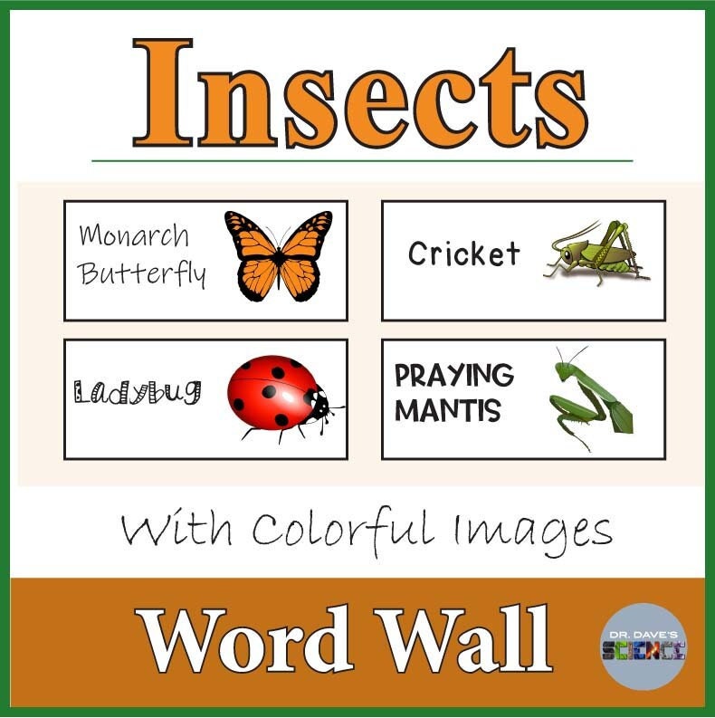 Insect Word Wall Insect Bulletin Board Science Classroom Décor - Etsy