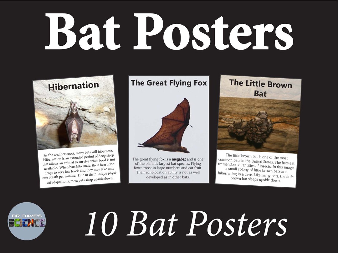 Bat Posters Halloween Bulletin Board With Informational Text - Etsy