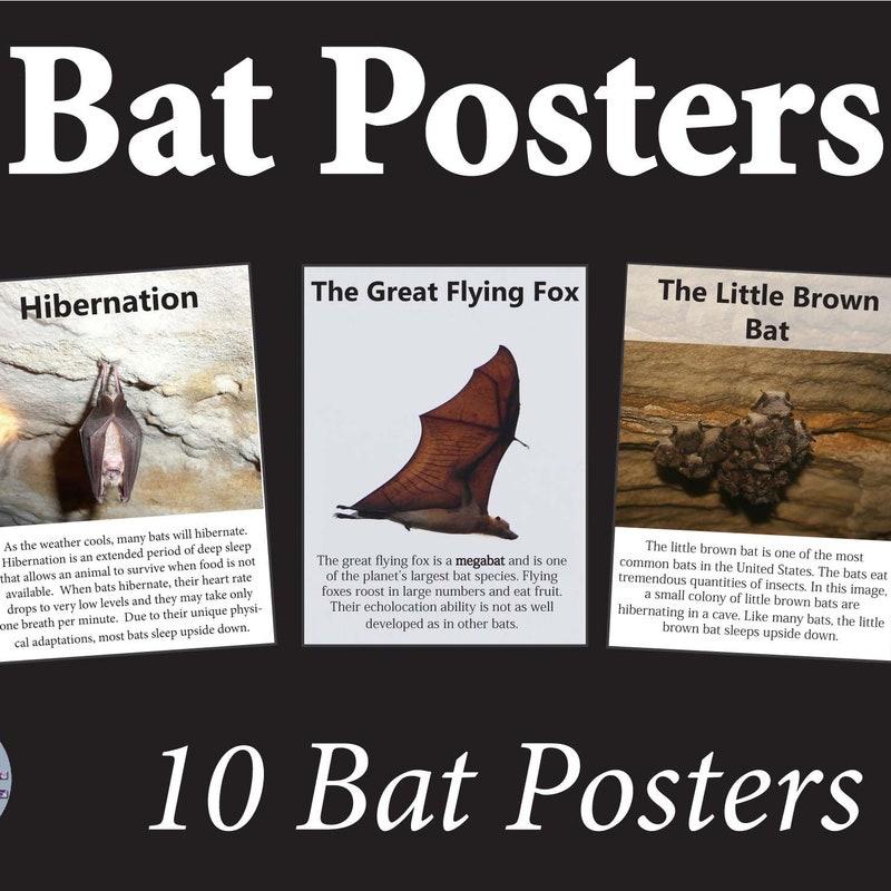 Bat Poster - Etsy