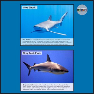 Shark Posters Set of Printable Digital Download Bulletin Board Species ...