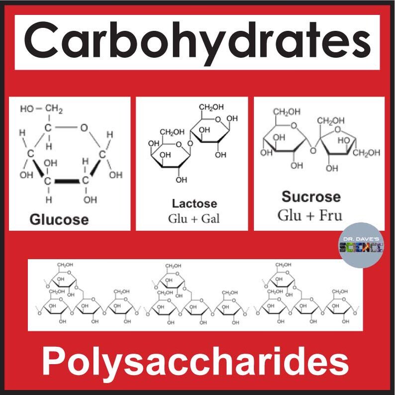 Carbohydrates Structure Worksheets Activity Graphic Organizer ...