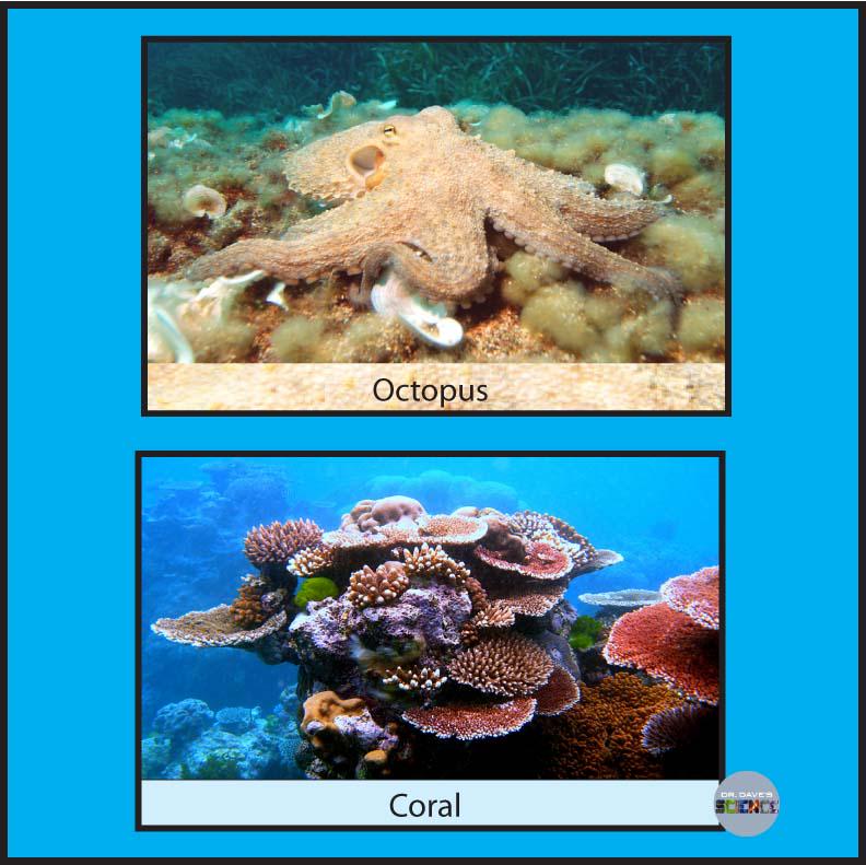 Ocean Theme Classroom Décor Animal Posters Vertebrates Invertebrates ...