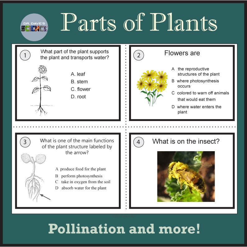 Plants and Parts of Plants Photosynthesis Task Cards - Etsy