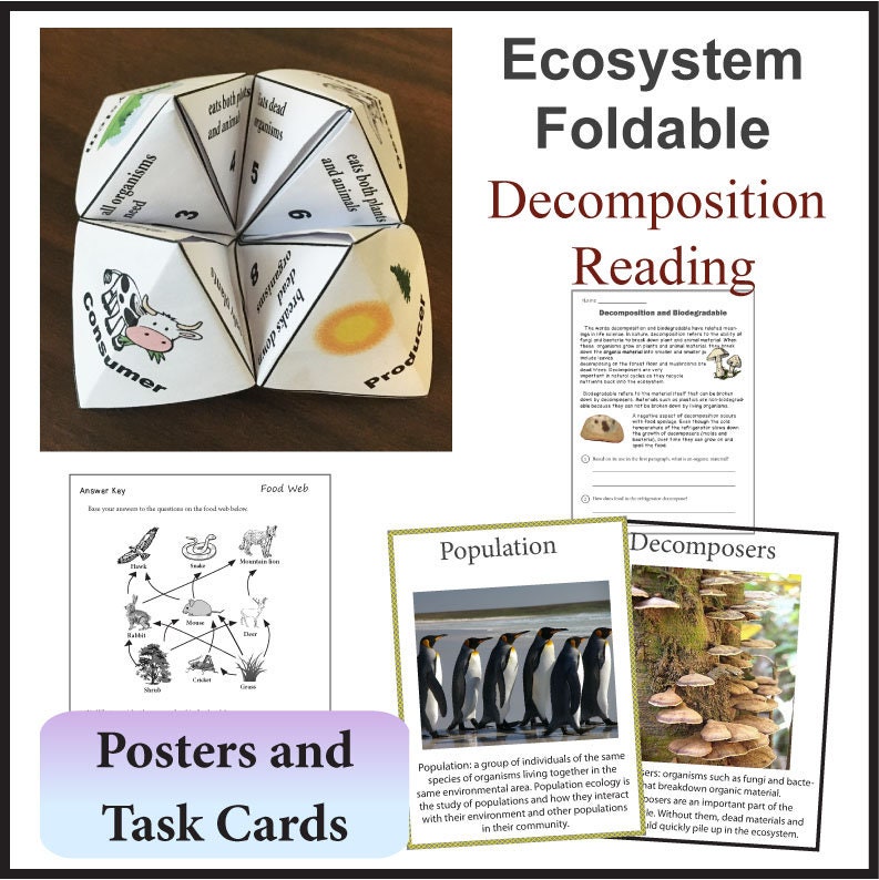 Ecology and Food Chain Activity Packet - Etsy