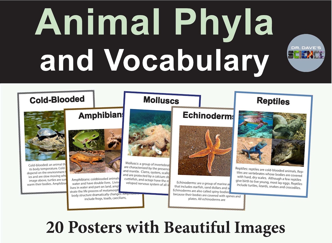 Animal Phyla Posters Science Classroom Decor Bulletin Board - Etsy