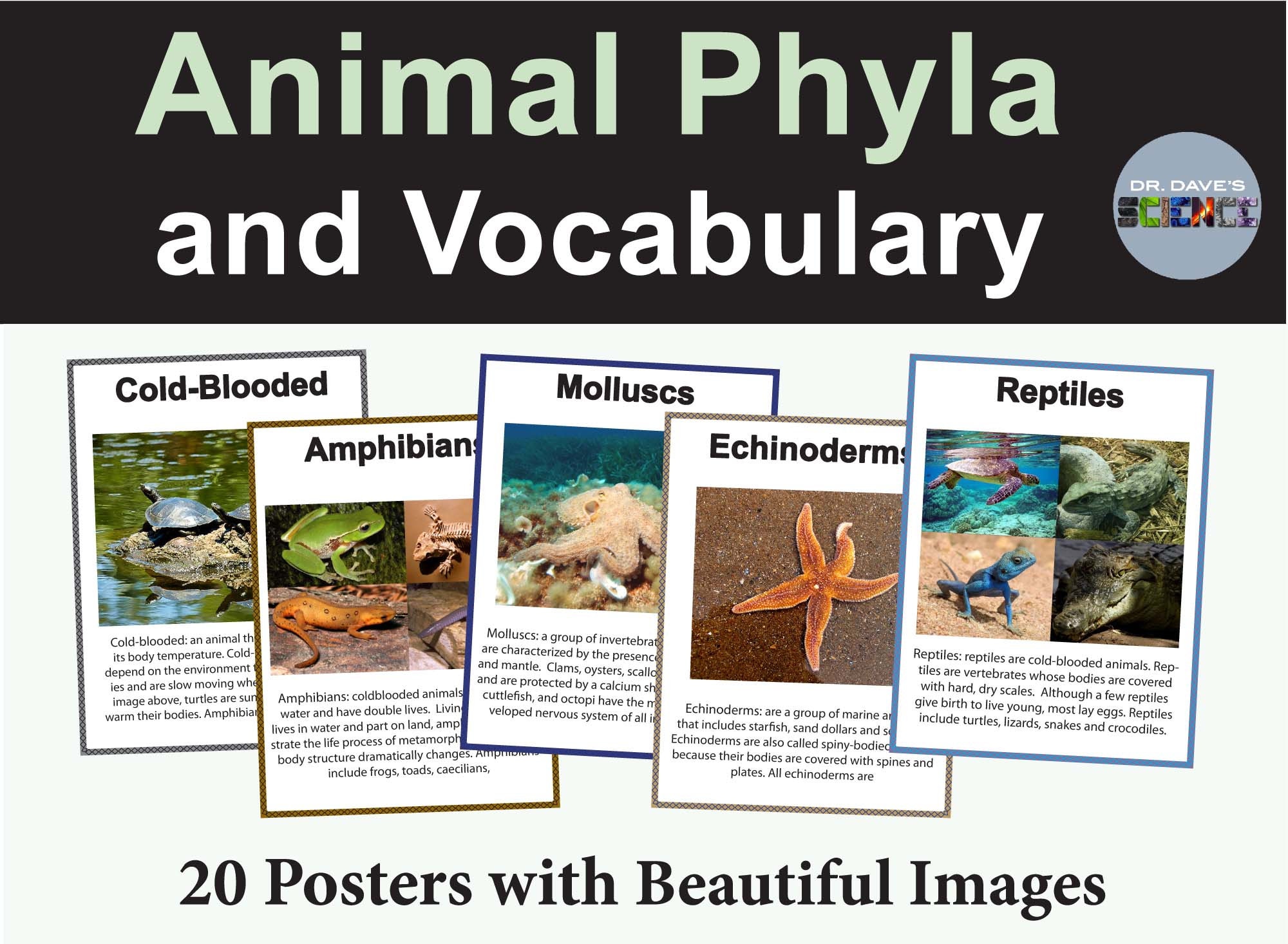 Animal Phyla Posters Science Classroom Decor Bulletin Board - Etsy