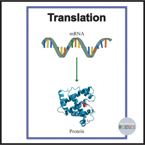 DNA and Genetics Posters - Etsy