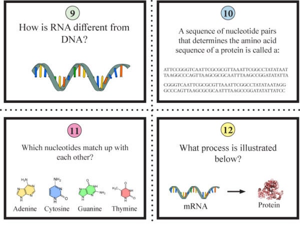 Genetics and Heredity Task Cards DNA Structure and DNA Replication - Etsy