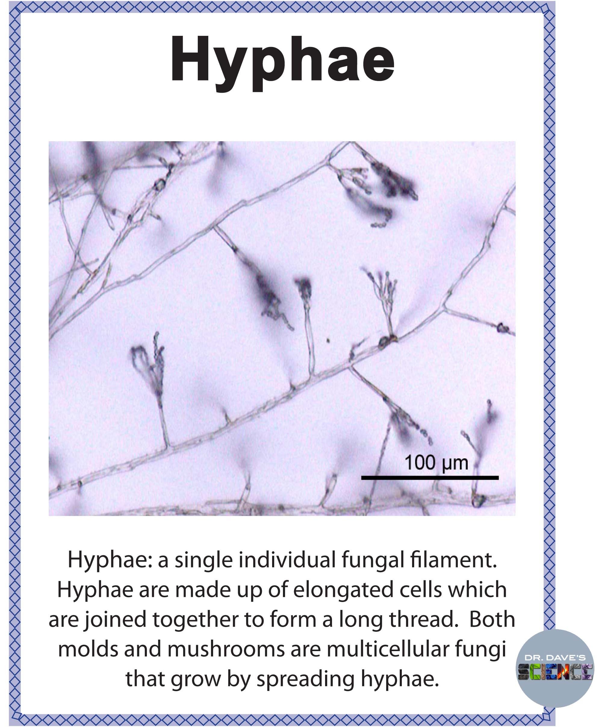 Fungus Science Posters - Etsy