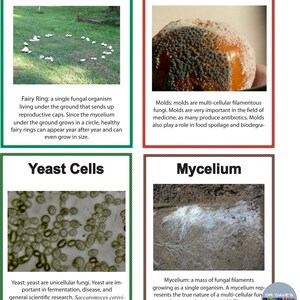 Fungus Science Posters - Etsy