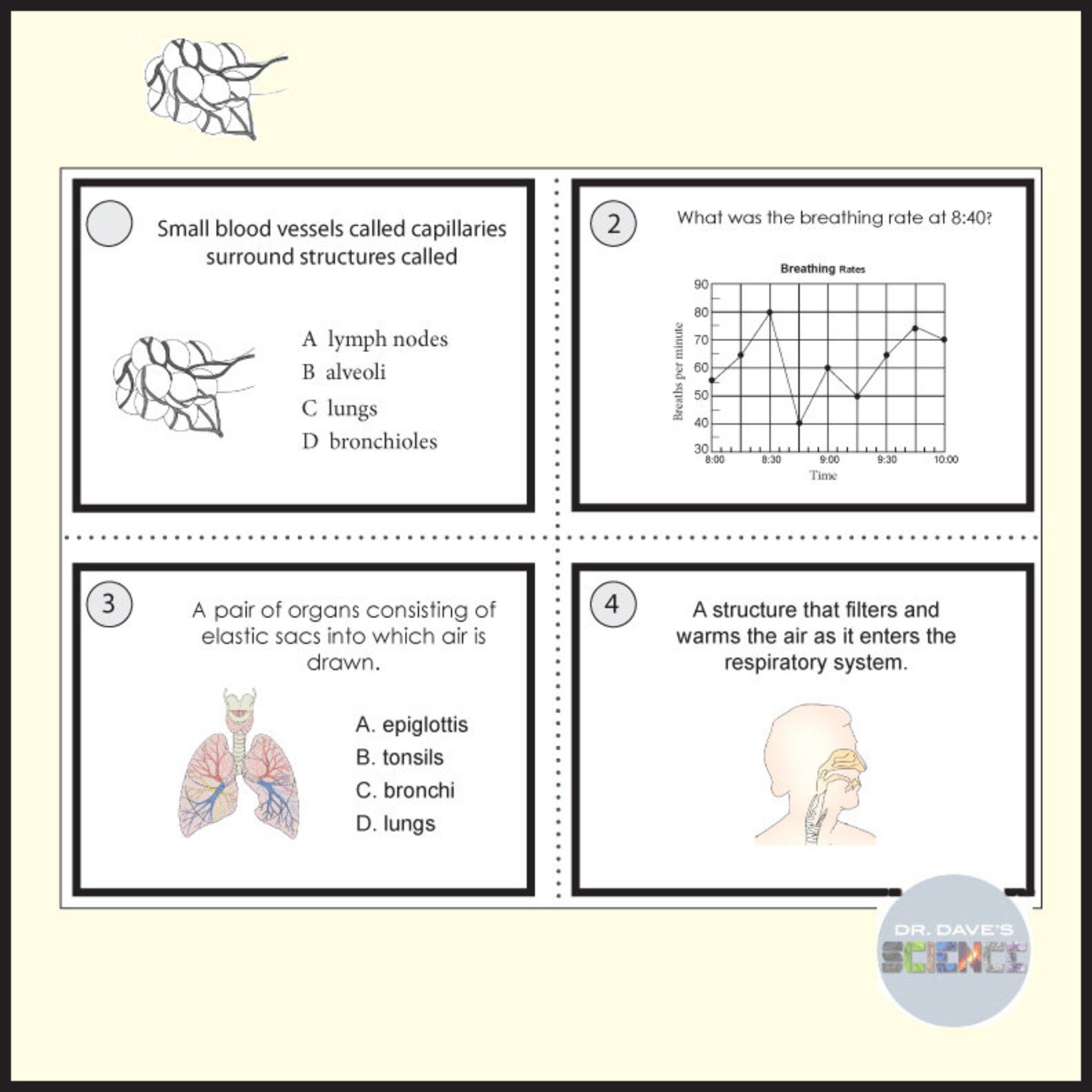 Respiratory System Task Cards, Human Body Systems, Lungs Anatomy - Etsy