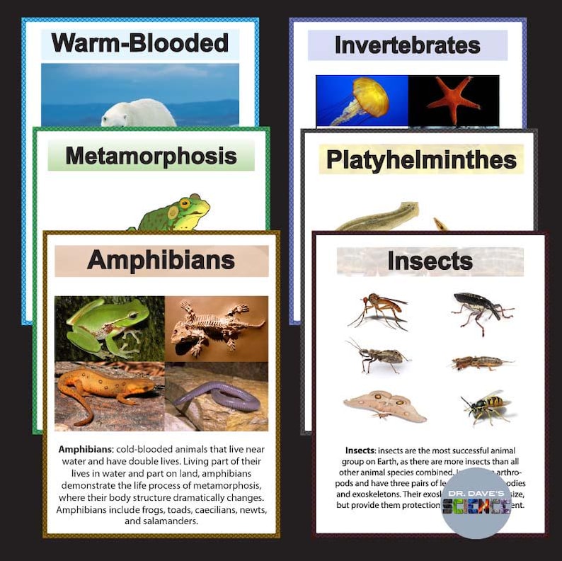 Animal Phyla Posters Science Classroom Decor Bulletin Board Vertebrates ...