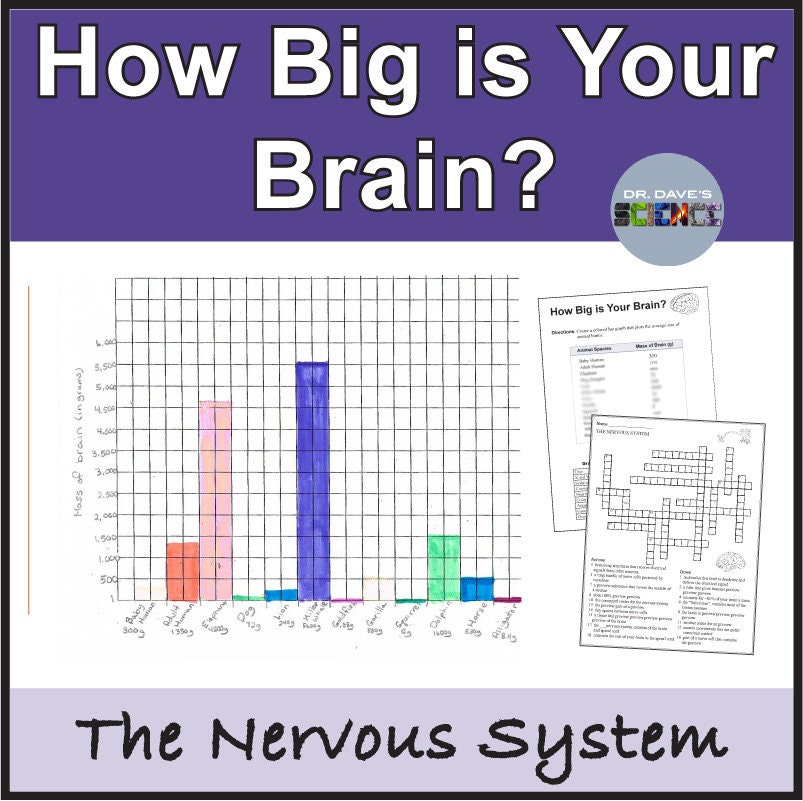 Nervous System Activity Bundle, Worksheets Neuroscience ...