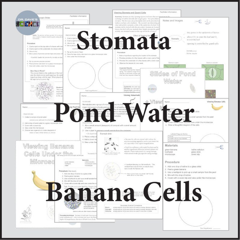 Microscope Slide Lab Activity Bundle Onion Cheek Cells Stomata Pollen ...