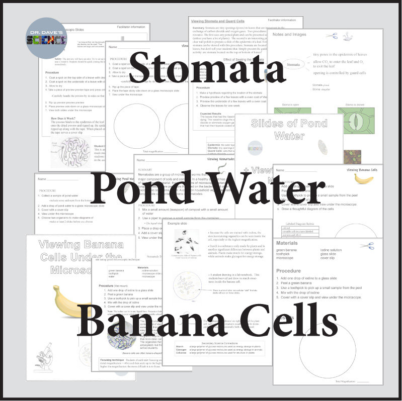 Microscope Slide Lab Activity Bundle Onion Cheek Cells Stomata Pollen ...