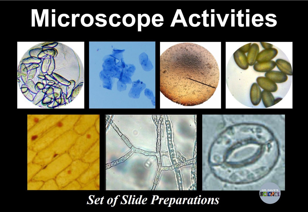 Microscope Slide Lab Activity Bundle Onion Cheek Cells Stomata Pollen ...