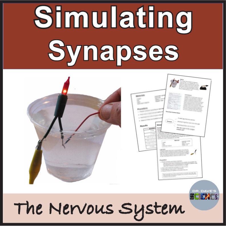 Nervous System Activity Bundle, Worksheets Neuroscience ...