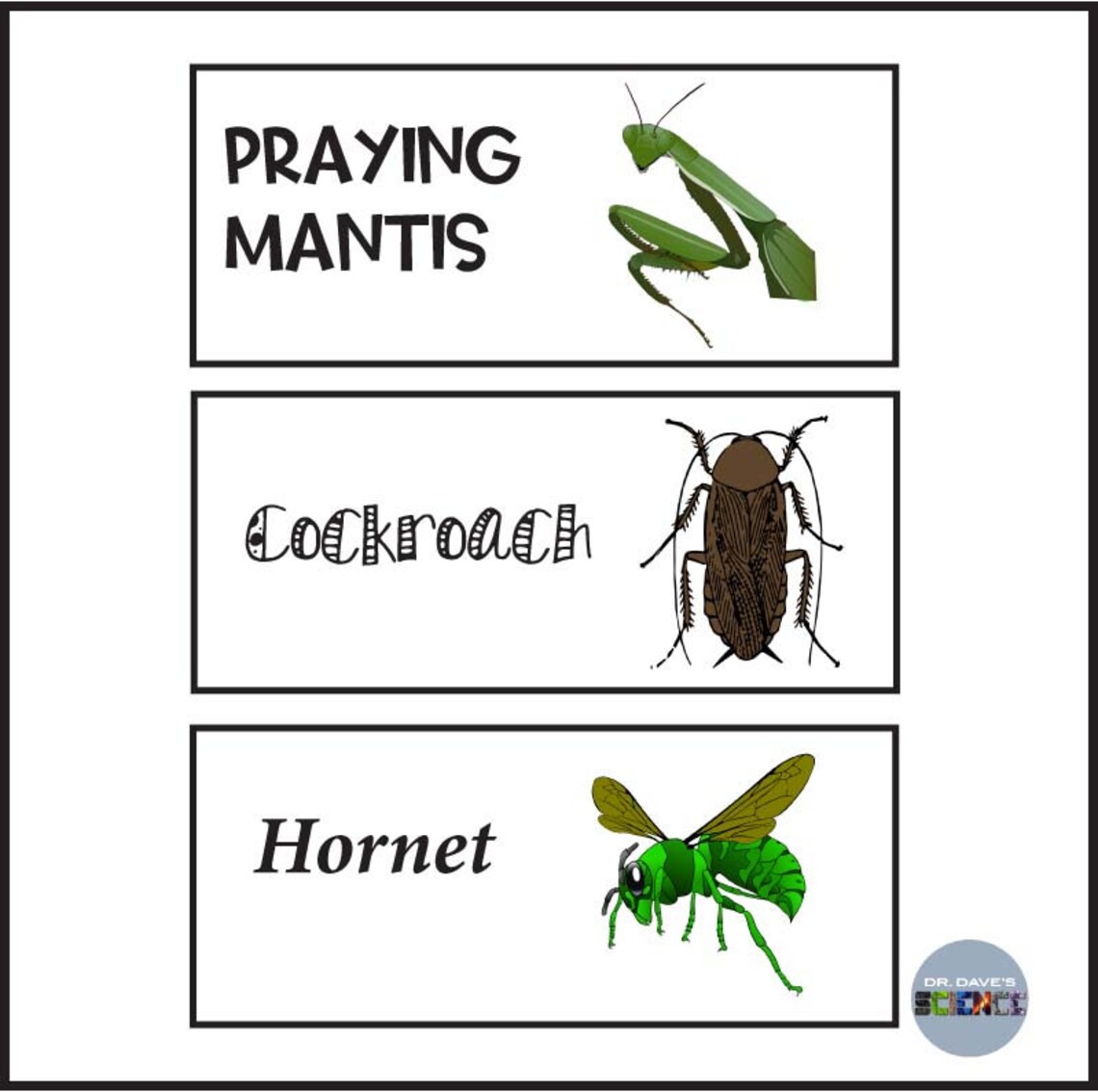 Insect Word Wall Insect Bulletin Board Science Classroom Décor - Etsy