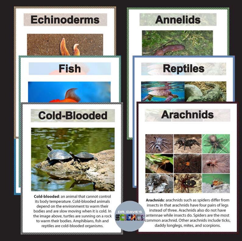 Animal Phyla Posters Science Classroom Decor Bulletin Board Vertebrates ...