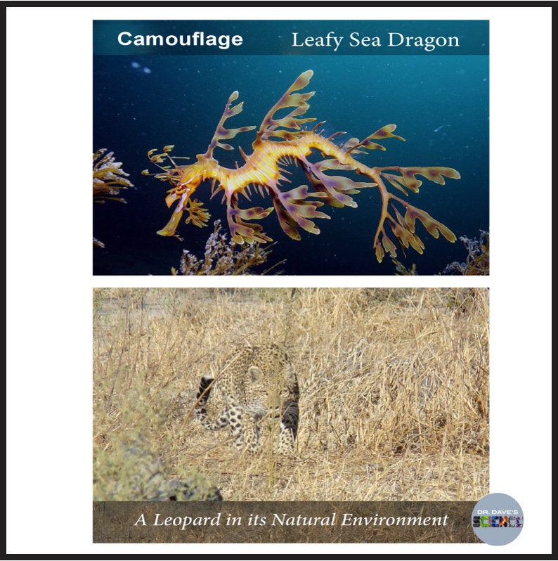 Camouflage Science Posters - Etsy