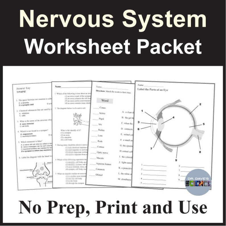 Nervous System Activity Bundle, Worksheets Neuroscience ...