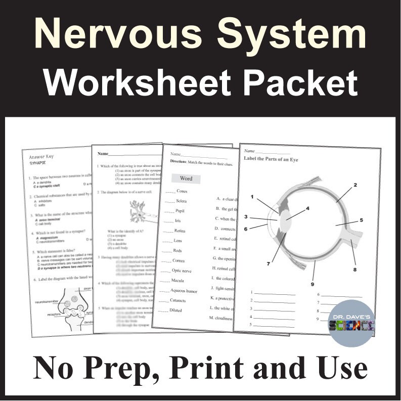 Nervous System Activity Bundle, Worksheets Neuroscience ...