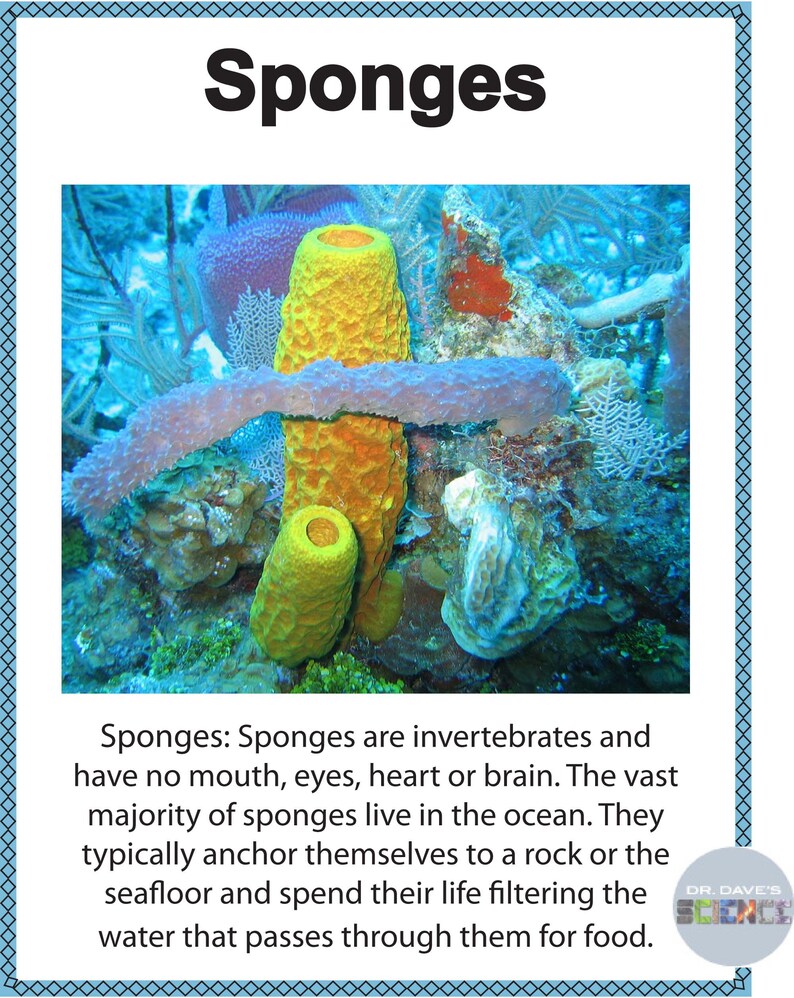 Animal Phyla Posters Science Classroom Decor Bulletin Board - Etsy