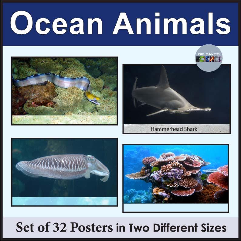 Ocean Theme Classroom Décor Animal Posters Vertebrates Invertebrates ...