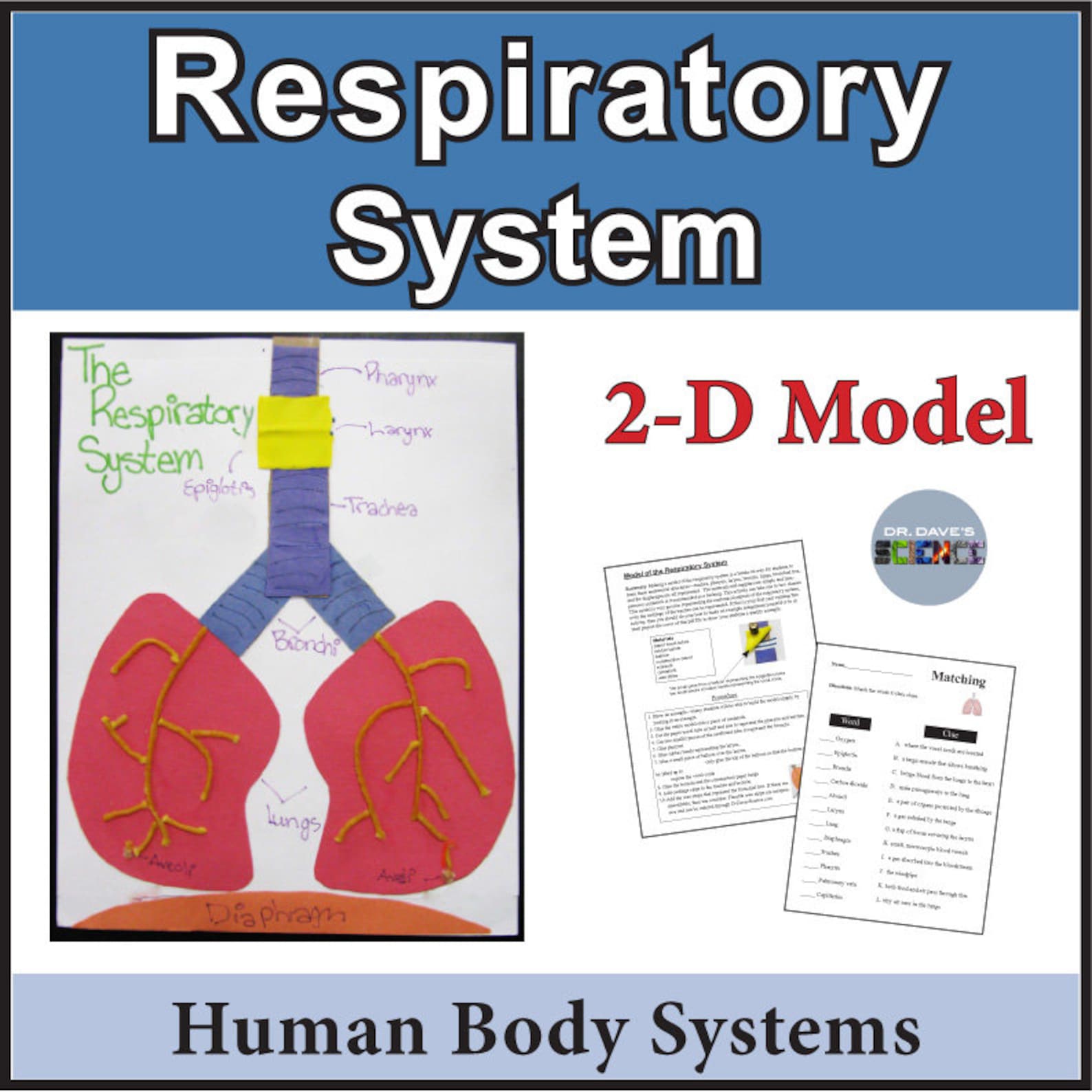Respiratory System Activities, Worksheets, Task Cards - Etsy