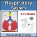 Respiratory System Activities, Worksheets, Task Cards - Etsy